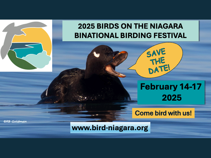 Birds on the Niagara